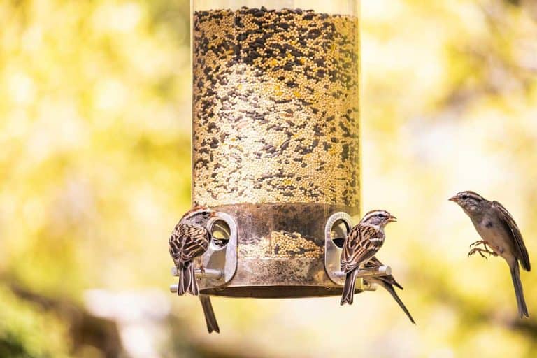 Best Large Capacity Bird Feeders (8 Options) - Bird Feeder Hub