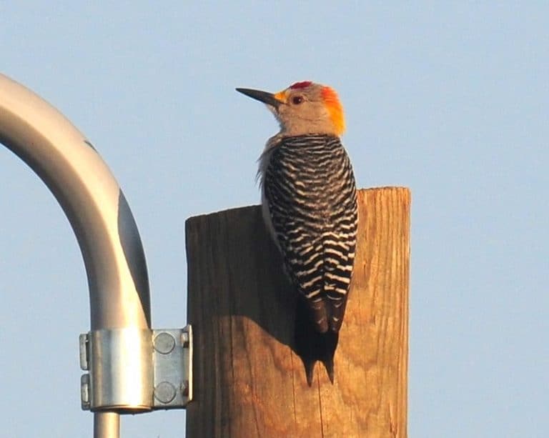 25 Backyard Birds in Texas (With Pictures) - Bird Feeder Hub