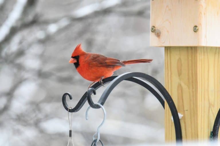 Cardinal Symbolism (Meanings & Interpretations) - Bird Feeder Hub