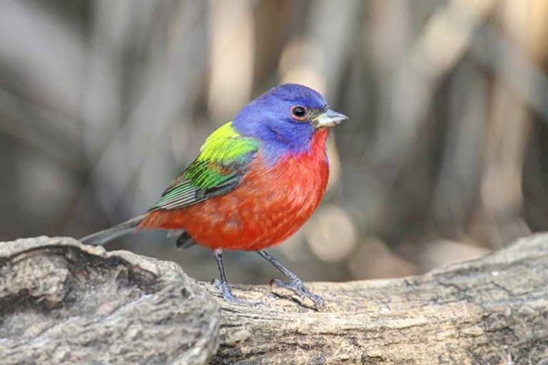 15 Facts About Painted Buntings (with Photos) - Bird Feeder Hub