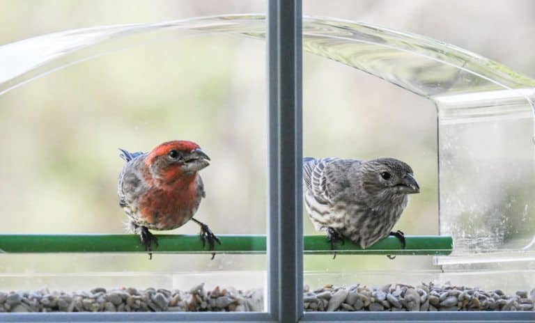 25 Backyard Birds in Connecticut (Pictures) - Bird Feeder Hub