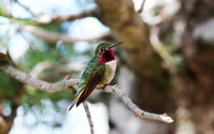 13 Hummingbirds in California (Common & Rare) - Bird Feeder Hub