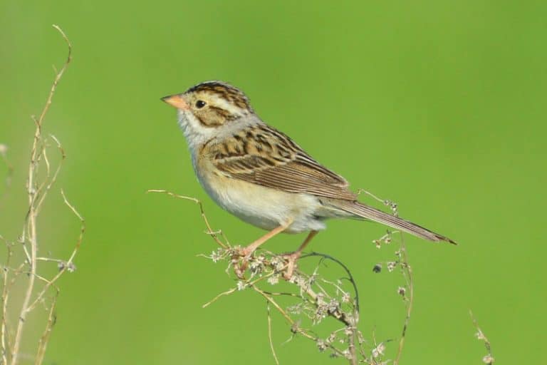 Types of Sparrows (17 Examples) - Bird Feeder Hub