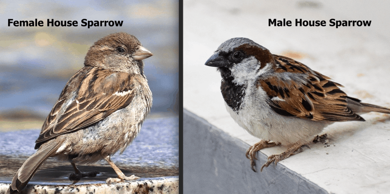 25 Different Backyard Birds in Illinois (Pictures & Facts) - Bird ...