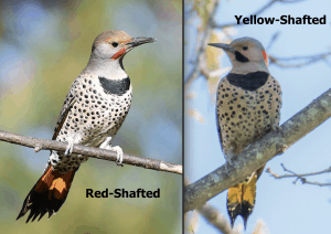 Northern Flicker (Overview) - Bird Feeder Hub