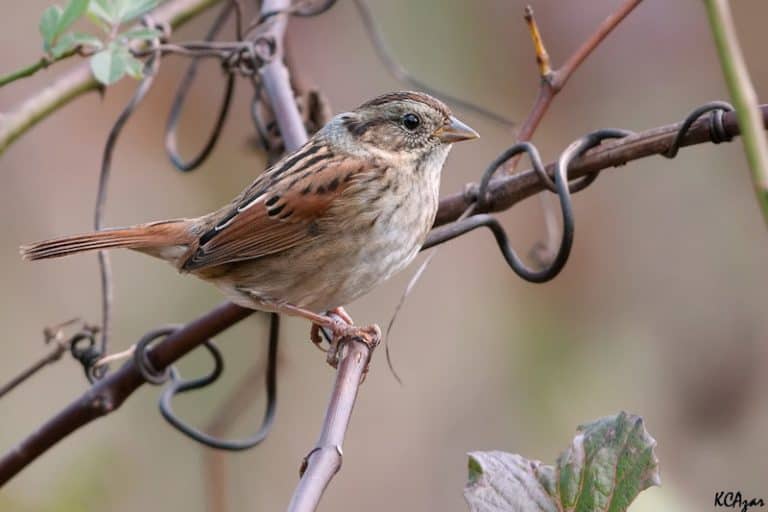 Types of Sparrows (17 Examples) - Bird Feeder Hub