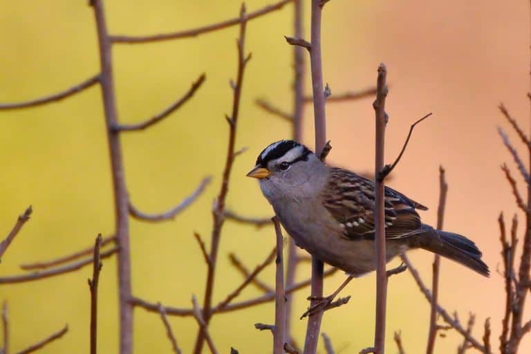 26 Backyard Birds In Washington State (Pictures, Facts) - Bird Feeder Hub