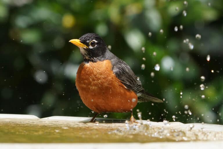 25 Backyard Birds in Tennessee (Pictures) - Bird Feeder Hub