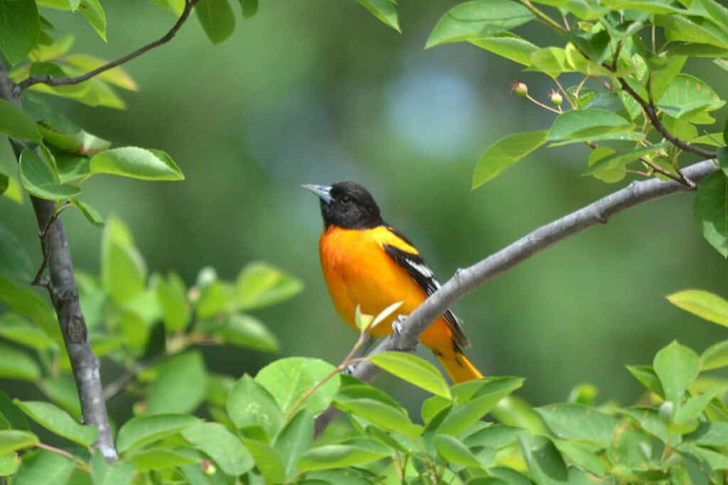 25 Backyard Birds in North Carolina (Pictures) - Bird Feeder Hub