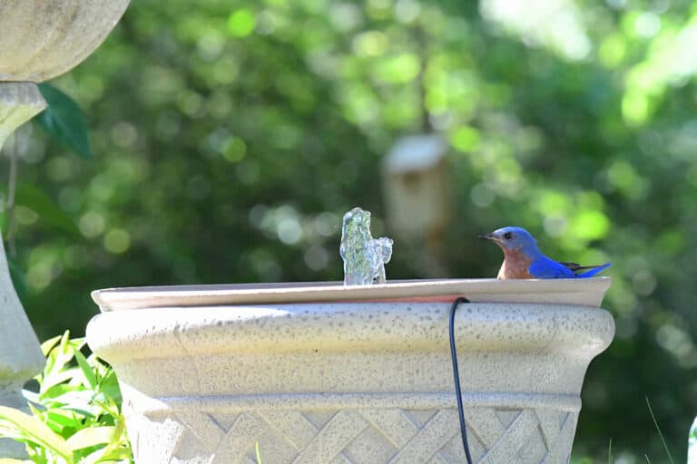 DIY Solar Bird Bath Fountain (6 EASY Steps) - Bird Feeder Hub