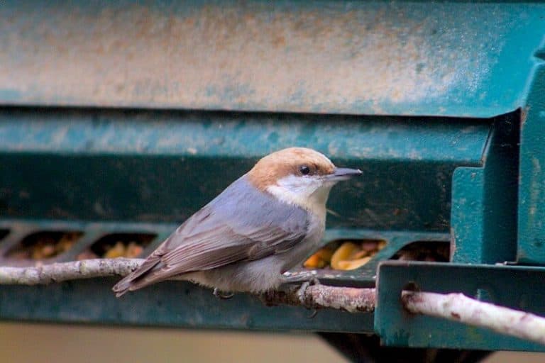 26 Backyard Birds in South Carolina (Photos) - Bird Feeder Hub