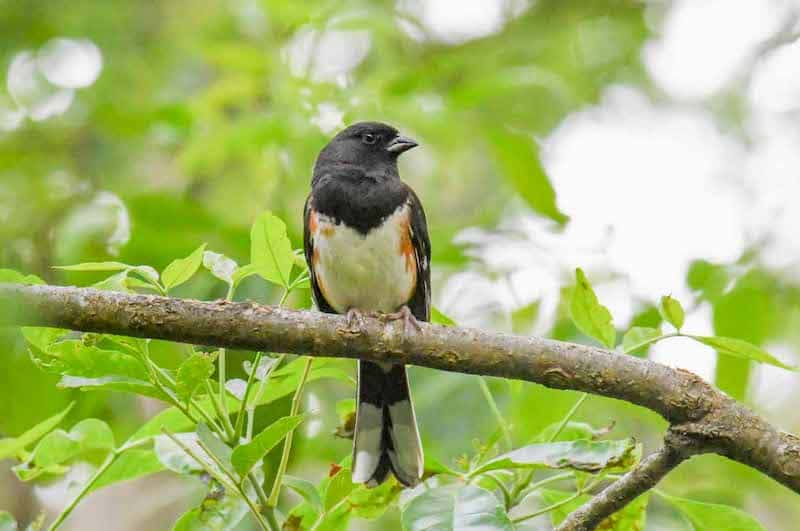 18 Interesting Facts About Eastern Towhees - Bird Feeder Hub