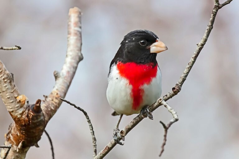 26 Species of Backyard Birds In Wisconsin (Pictures) - Bird Feeder Hub