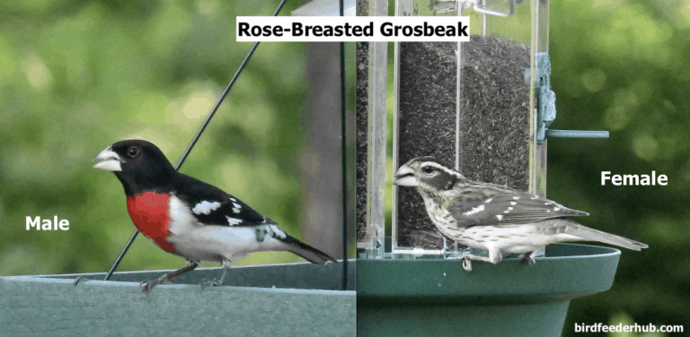 26 Species of Backyard Birds In Wisconsin (Pictures) - Bird Feeder Hub