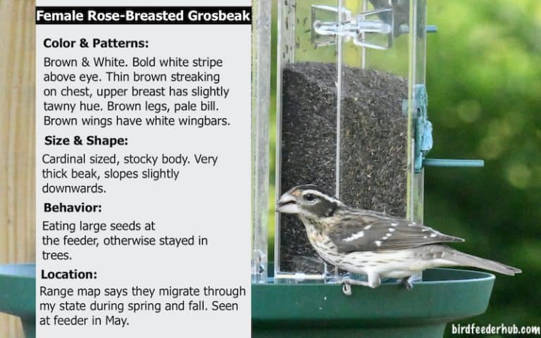 How To Identify Birds in Your Backyard (and Beyond!) - Bird Feeder Hub