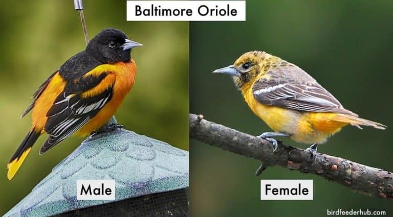 27 Backyard Birds in Massachusetts (Pictures) - Bird Feeder Hub