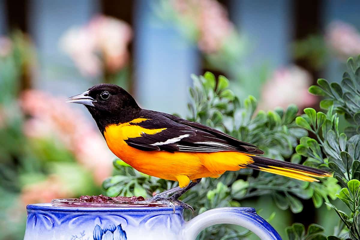 Backyard Birds In Maryland (26 Species) - Bird Feeder Hub