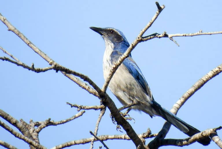 29 Backyard Birds in California (Pictures) - Bird Feeder Hub