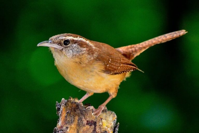 24 Species of Backyard Birds in Virginia (Pictures) - Bird Feeder Hub