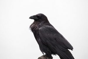 10 Differences Between Crows and Ravens - Bird Feeder Hub