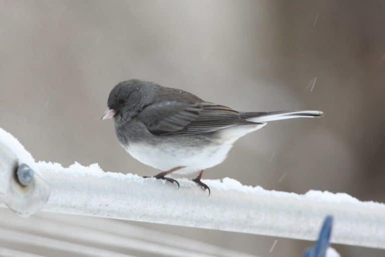26 Species of Backyard Birds In Wisconsin (Pictures) - Bird Feeder Hub