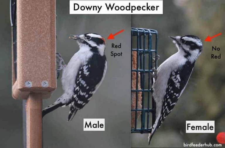 Backyard Birds In Nebraska (26 Species with Pictures) - Bird Feeder Hub