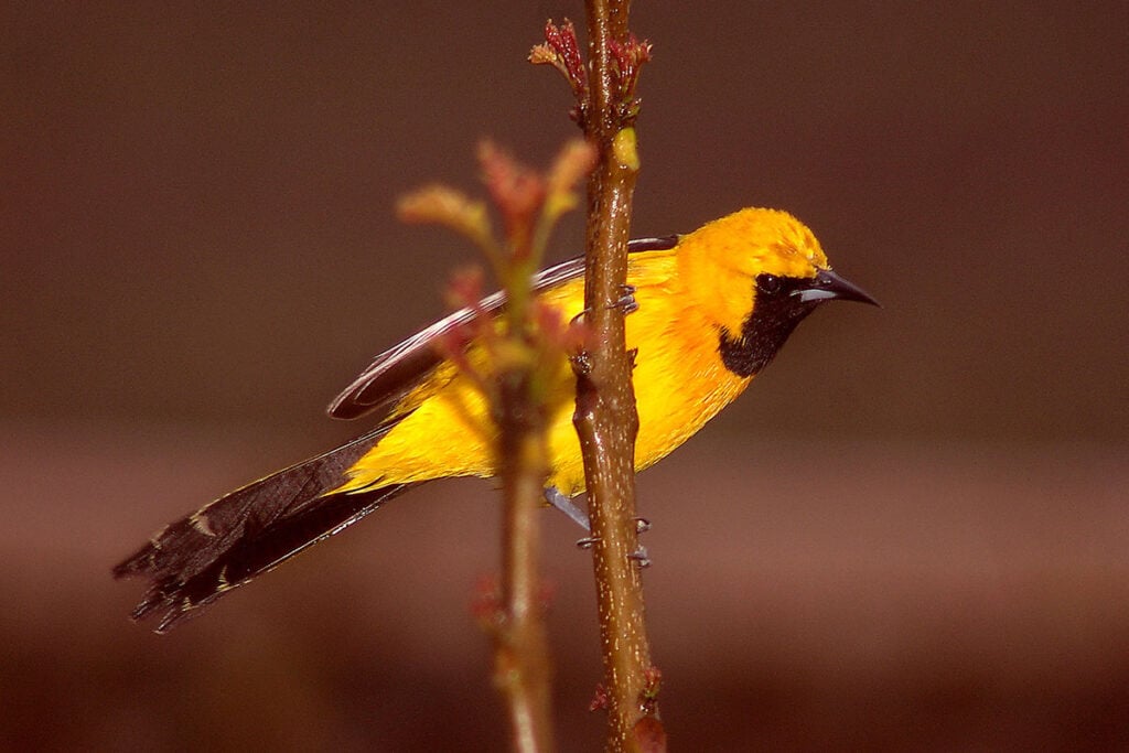 29 Backyard Birds in California (Pictures) - Bird Feeder Hub