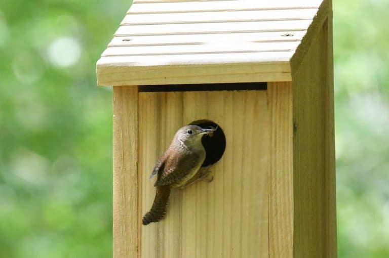 Backyard Birds in Indiana (26 Common Species) - Bird Feeder Hub