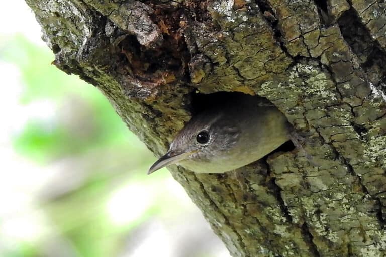 How to Attract Wrens to Your Yard (8 Tips) - Bird Feeder Hub