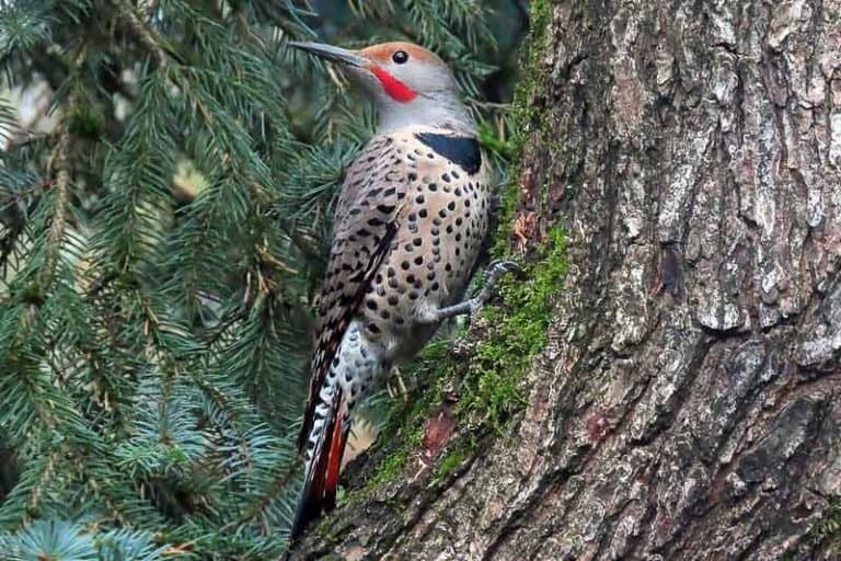 26 Backyard Birds In Washington State (Pictures, Facts) - Bird Feeder Hub