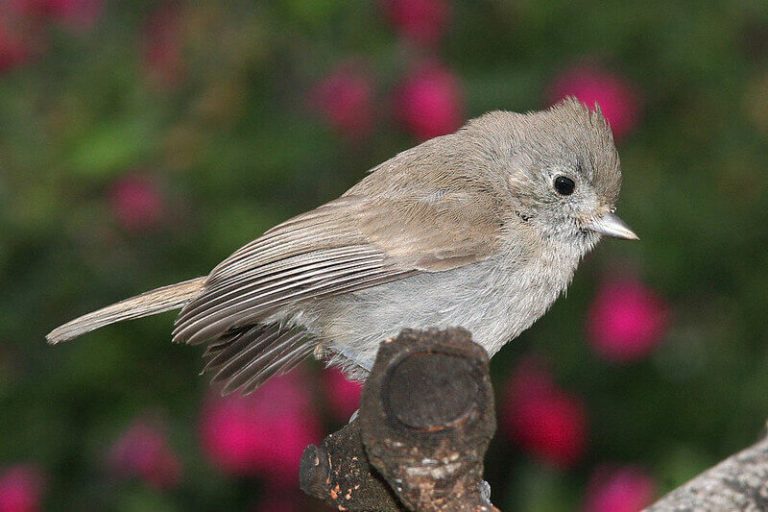 29 Backyard Birds in California (Pictures) - Bird Feeder Hub
