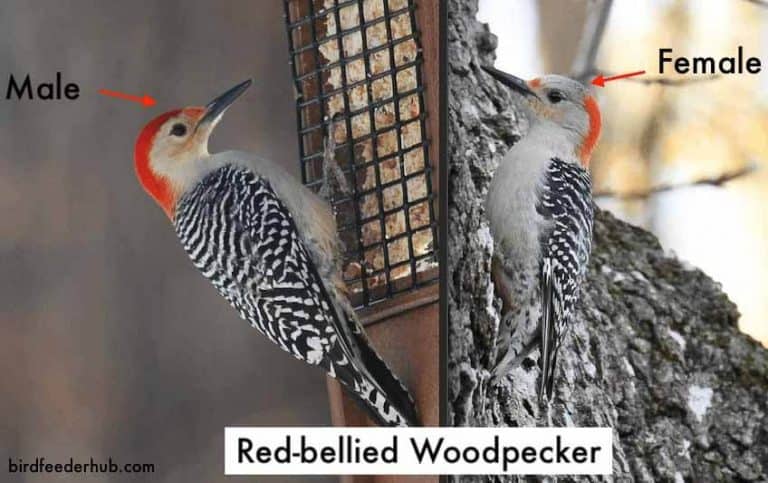 26 Backyard Birds In Kansas (Info & Photos) - Bird Feeder Hub