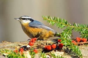 40 Types of Birds That Start With the Letter R (Pictures) - Bird Feeder Hub