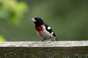 27 Backyard Birds In Pennsylvania (Pictures) - Bird Feeder Hub