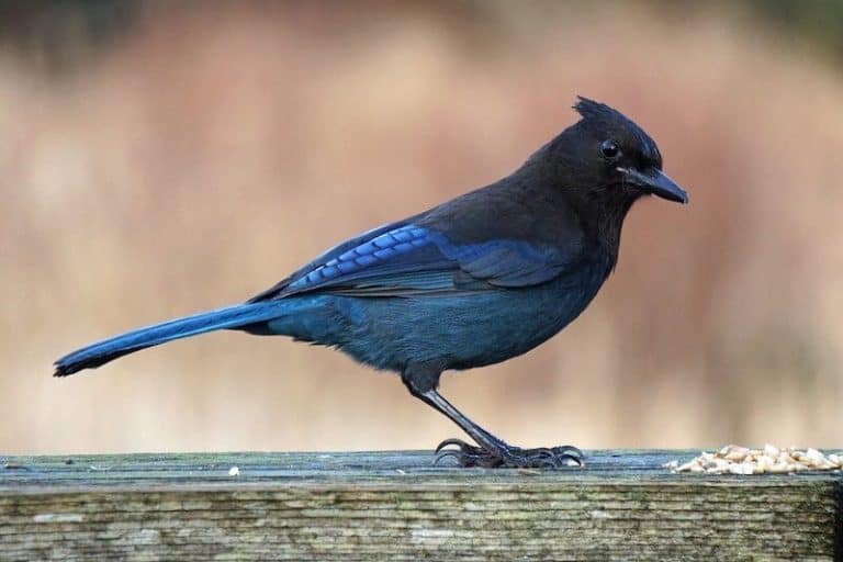 10 Birds Similar To Bluebirds (with Photos) - Bird Feeder Hub