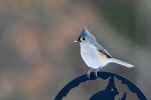 10 Birds With Tufted Heads (Pics & Facts) - Bird Feeder Hub
