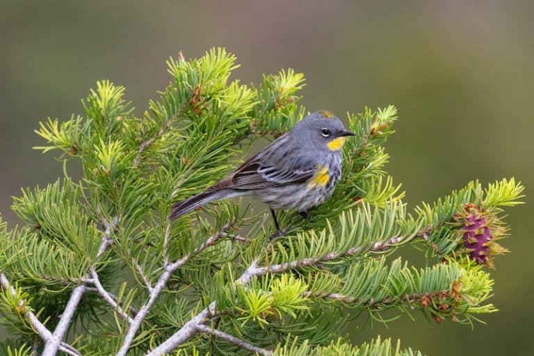 26 Backyard Birds In Oregon (with Pictures) - Bird Feeder Hub
