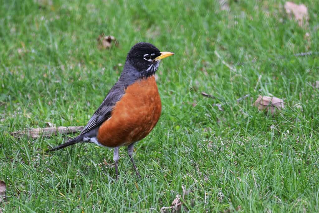 25 Backyard Birds in Connecticut (Pictures) - Bird Feeder Hub