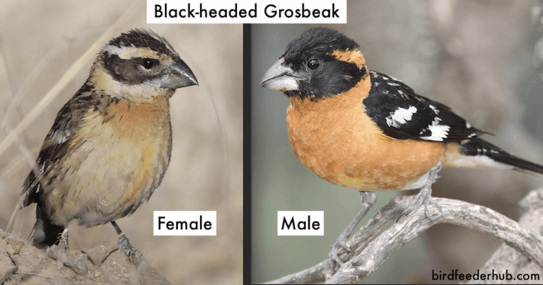 28 Birds That Start With B (Pictures & Facts) - Bird Feeder Hub