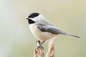 North American Chickadees (Overview) - Bird Feeder Hub