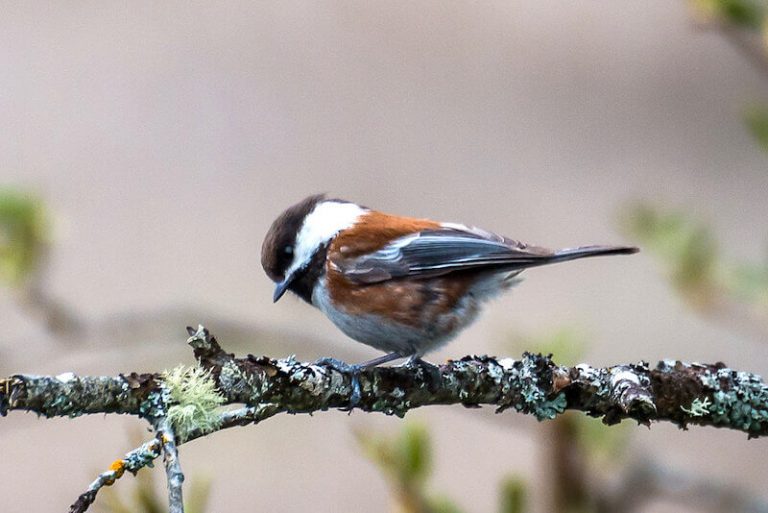 24 Backyard Birds In Alaska (Pictures & Facts) - Bird Feeder Hub