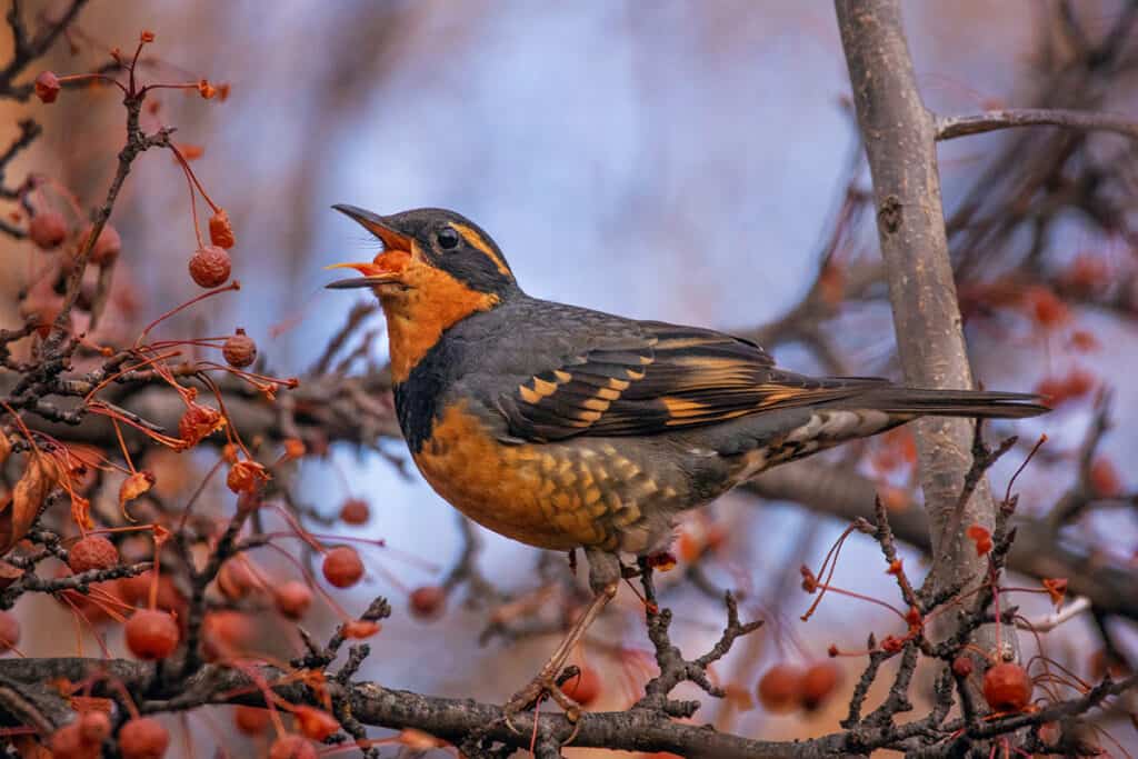26 Backyard Birds In Washington State (Pictures, Facts) - Bird Feeder Hub