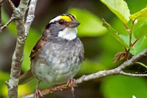 26 Types of Backyard Birds in Indiana (Photos) - Bird Feeder Hub