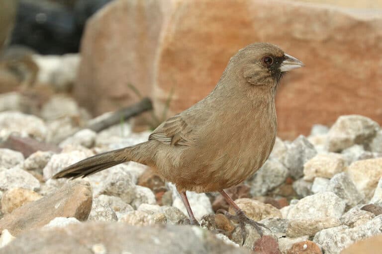 Learn About These 28 Arizona Backyard Birds - Bird Feeder Hub