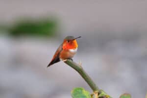 9 Adorable Hummingbird Species in Oregon - Bird Feeder Hub