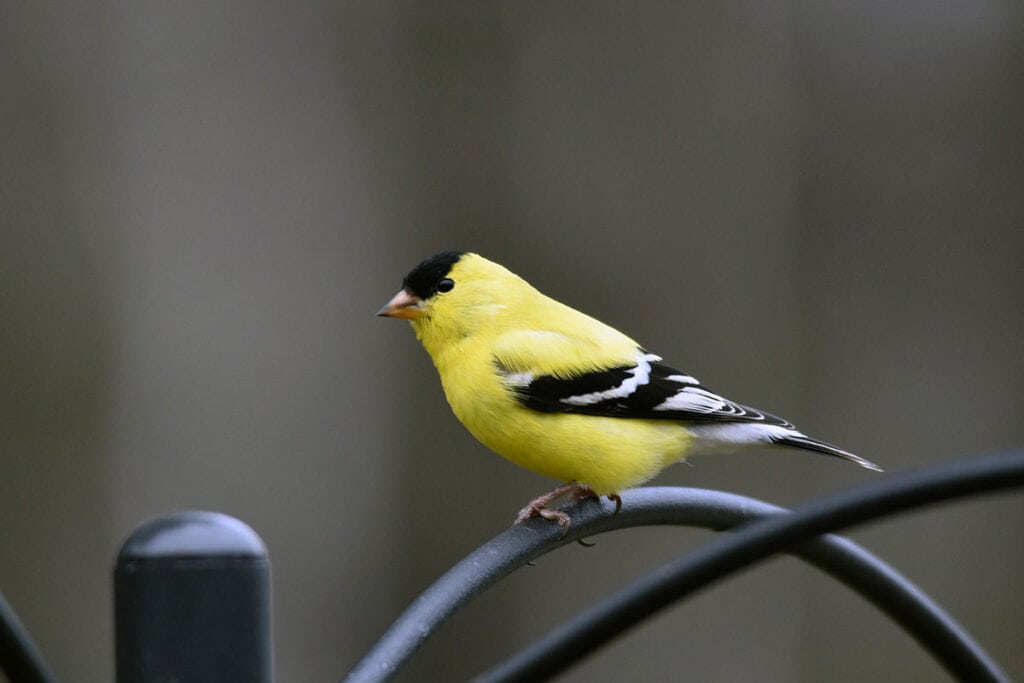 26 Backyard Birds In Minnesota (Pictures) - Bird Feeder Hub
