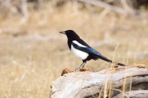 18 Types of Black Birds (with Photos) - Bird Feeder Hub