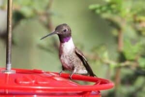 5 Hummingbirds in Washington State (Common & Rare) - Bird Feeder Hub