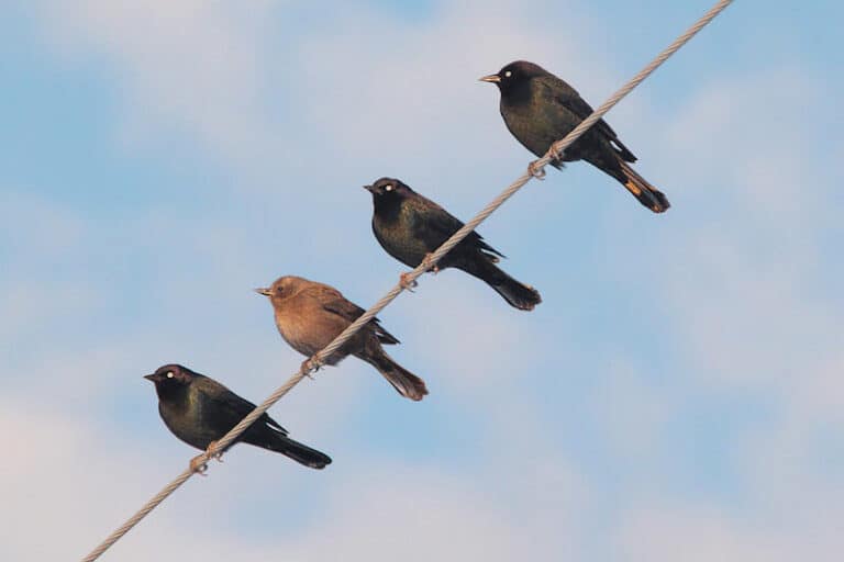 18 Types of Black Birds (with Photos) - Bird Feeder Hub
