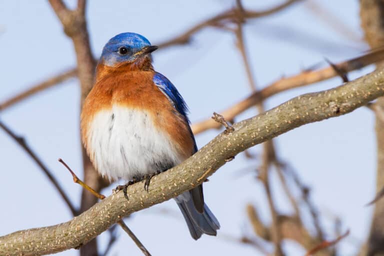 25 Types of Backyard Birds in Georgia (Pictures) - Bird Feeder Hub